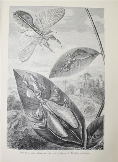 Transformations (or Metamorphoses) of Insects (Insecta, Myriapoda ...