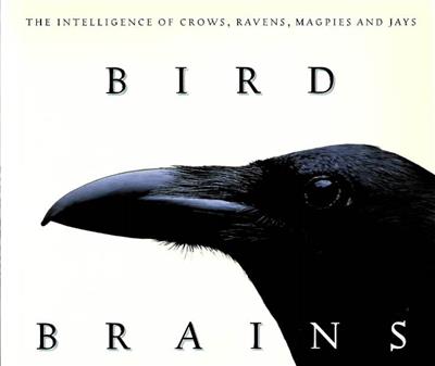 Bird Brains: The Intelligence of Crows, Ravens, Magpies and Jays by ...