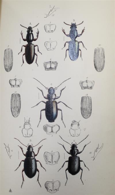 Geodephaga Britannica: A Monograph of the Carnivorous Ground-Beetles ...
